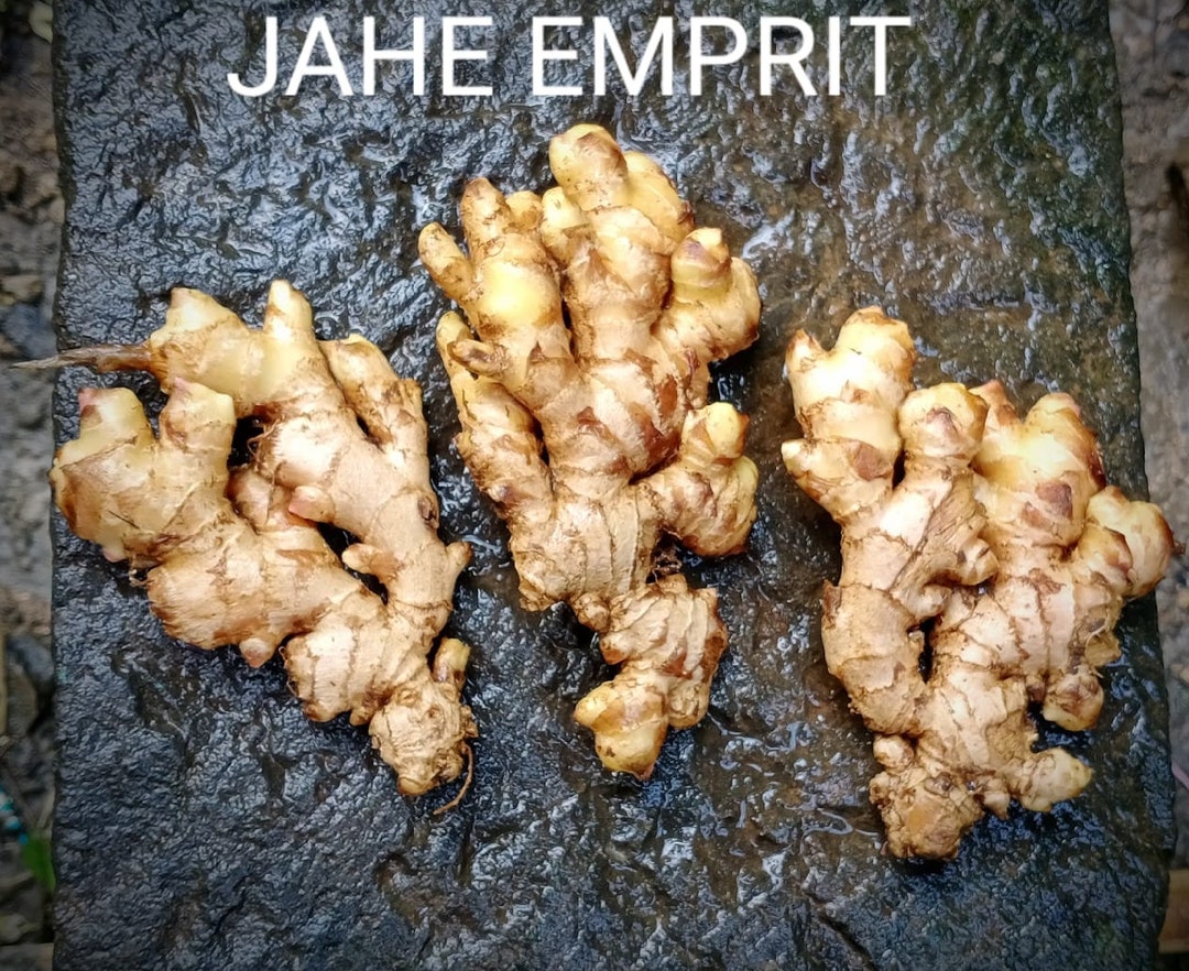 Jahe Emprit ginger Zingiber Officinale Var. Amarum dried and Powder - Etsy Australia