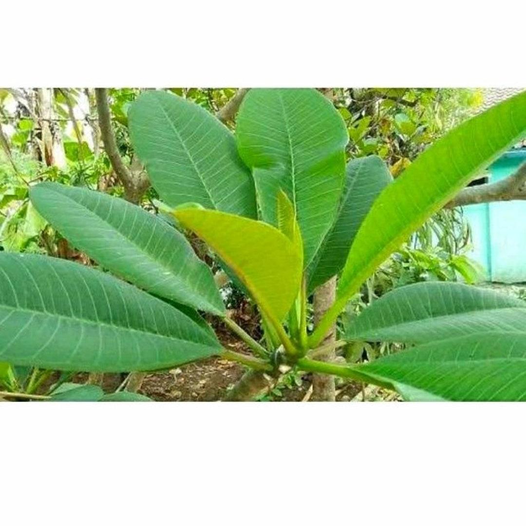 Daun Kamboja Plumeria Leaf dried and Powder - Etsy