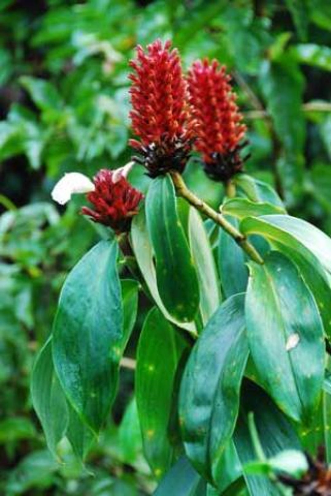 Daun Pacing Costus Speciosus Leaf dried and Powder - Etsy
