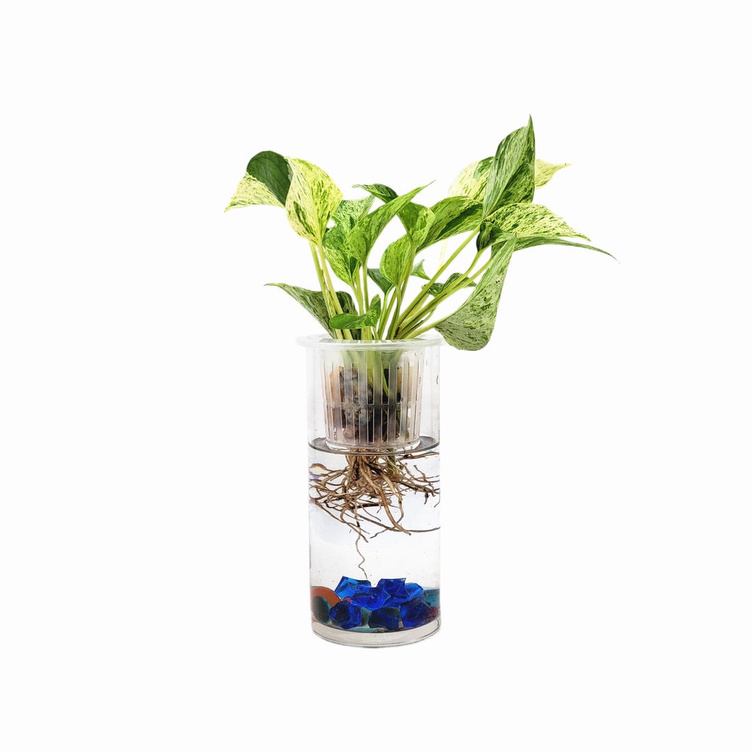 Live Marble Queen Pothos in Modern Glass Cylinder, Hydroponic Indoor ...