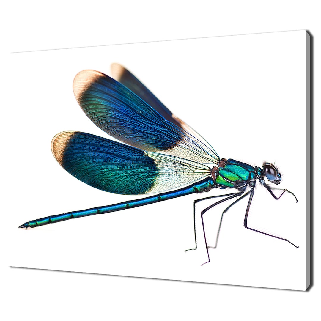 Schöne bunte Libelle Modernes Design Wohnkultur Leinwand Druck Wand Kunst Bild Wandbehang - Etsy.de