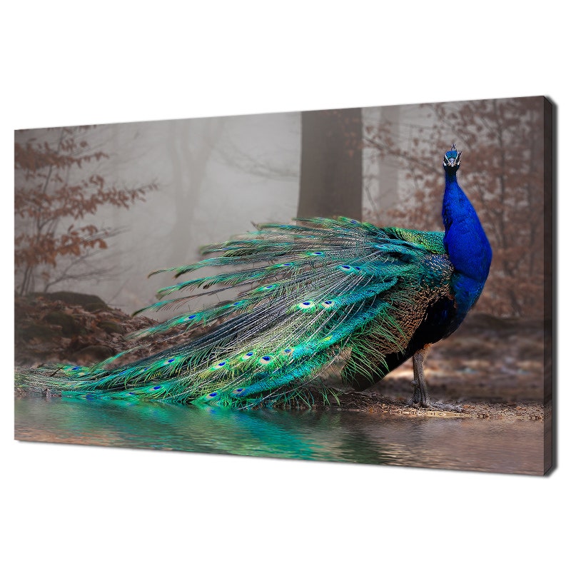 Peacock Wall Mural - Etsy