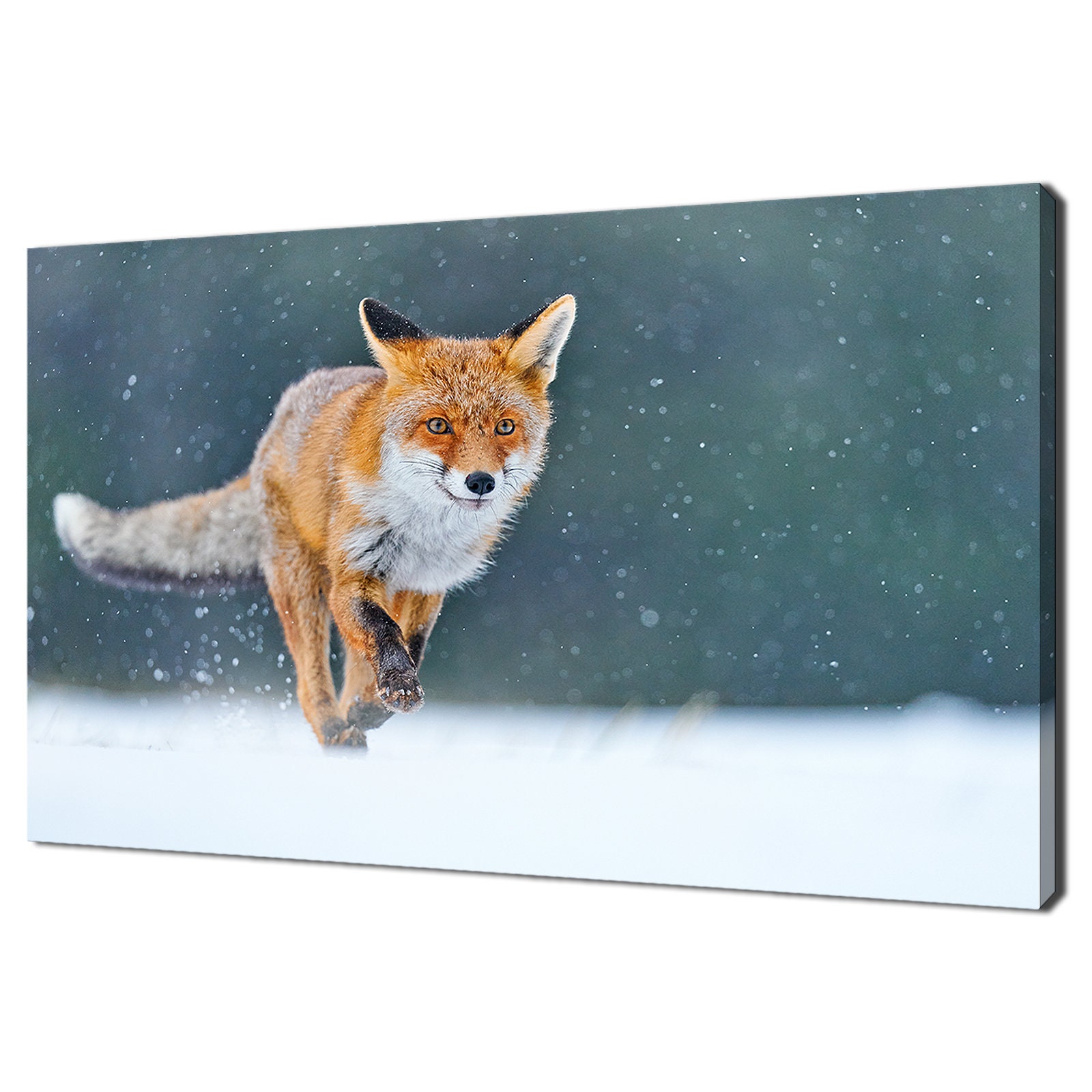 Red Fox Hunting In Snow