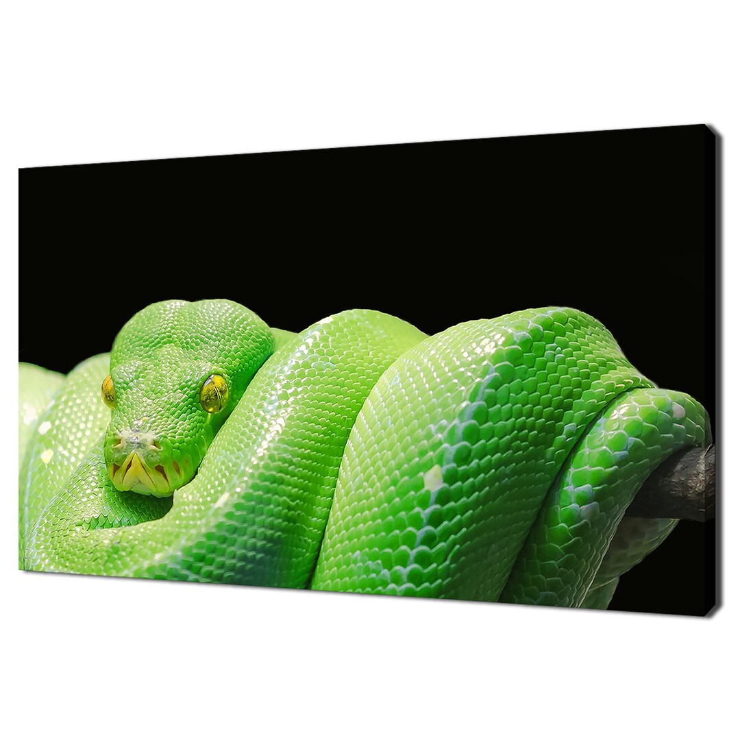 Wild Green Tree Python Snake Animal Modern Design Home Decor Canvas ...