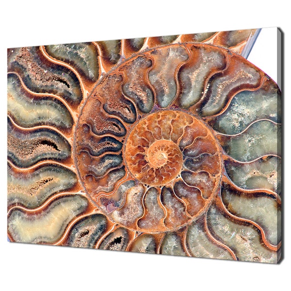 Nautilus Art - Etsy