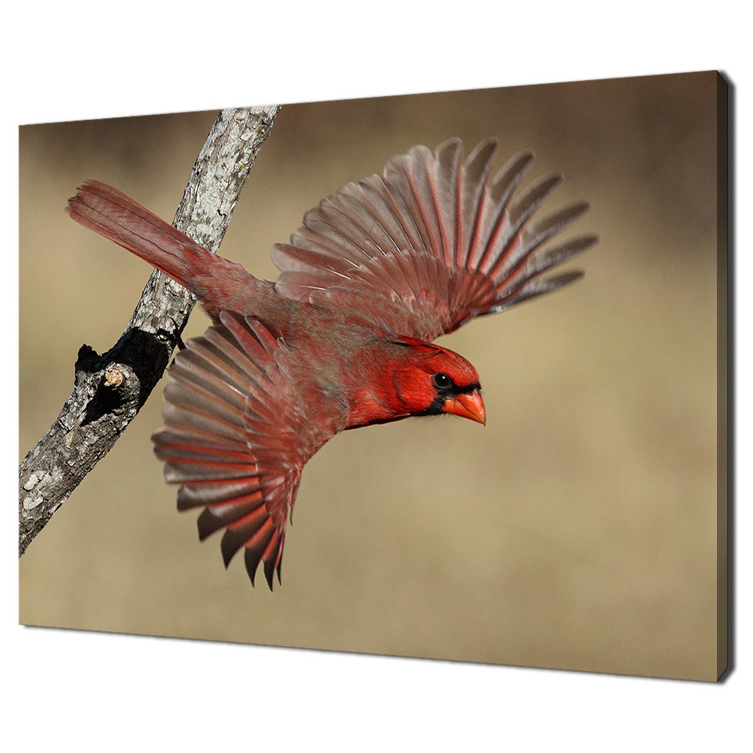 Flamboyant Flyboy, Northern Cardinal Bird Taking off Modern Design Home ...