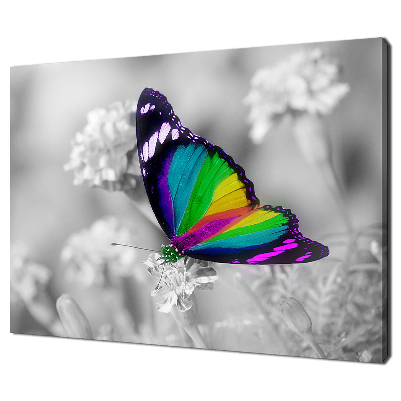 Beautiful Rainbow Butterfly Colourful Wings Modern Design Home Decor ...