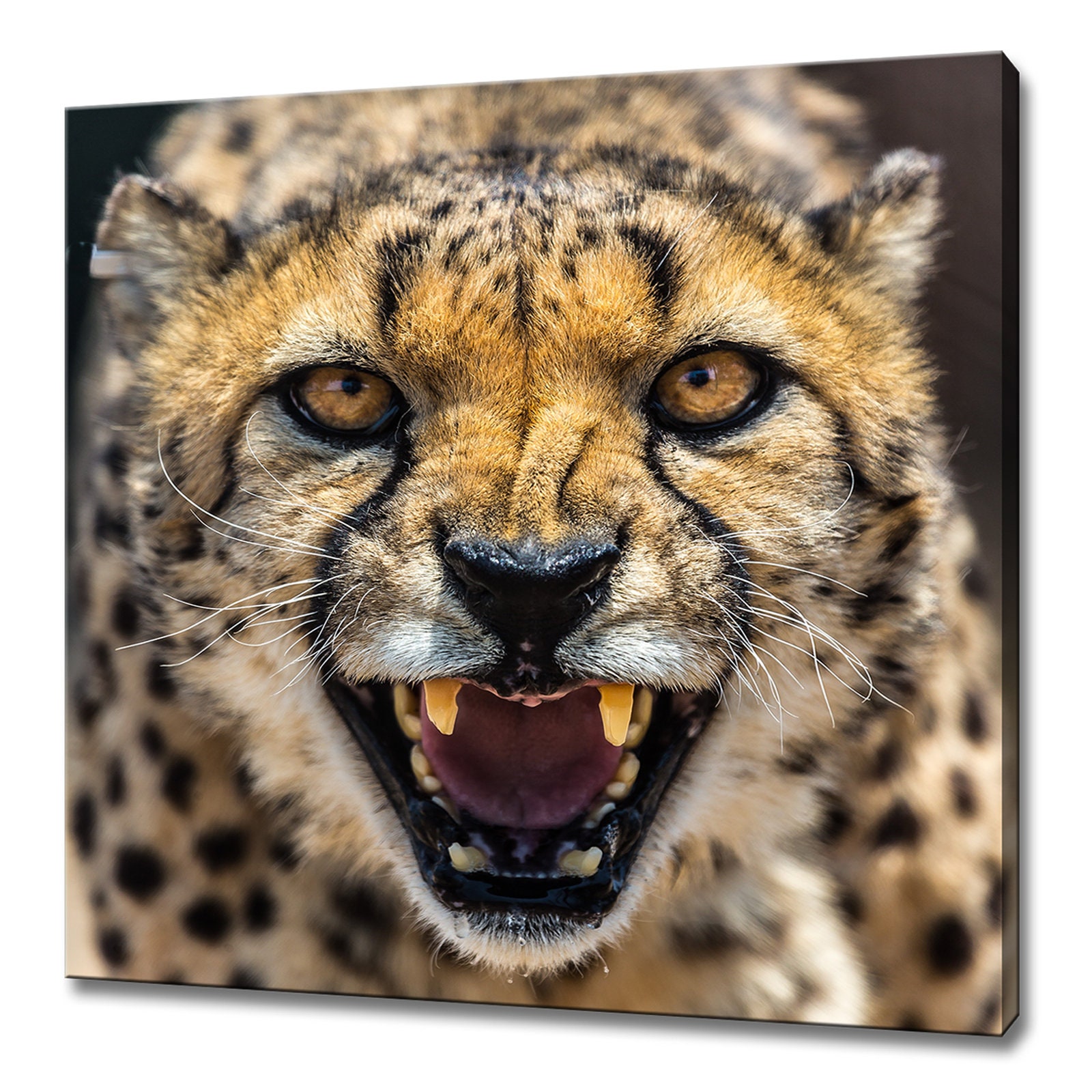 Angry Cheetah Face