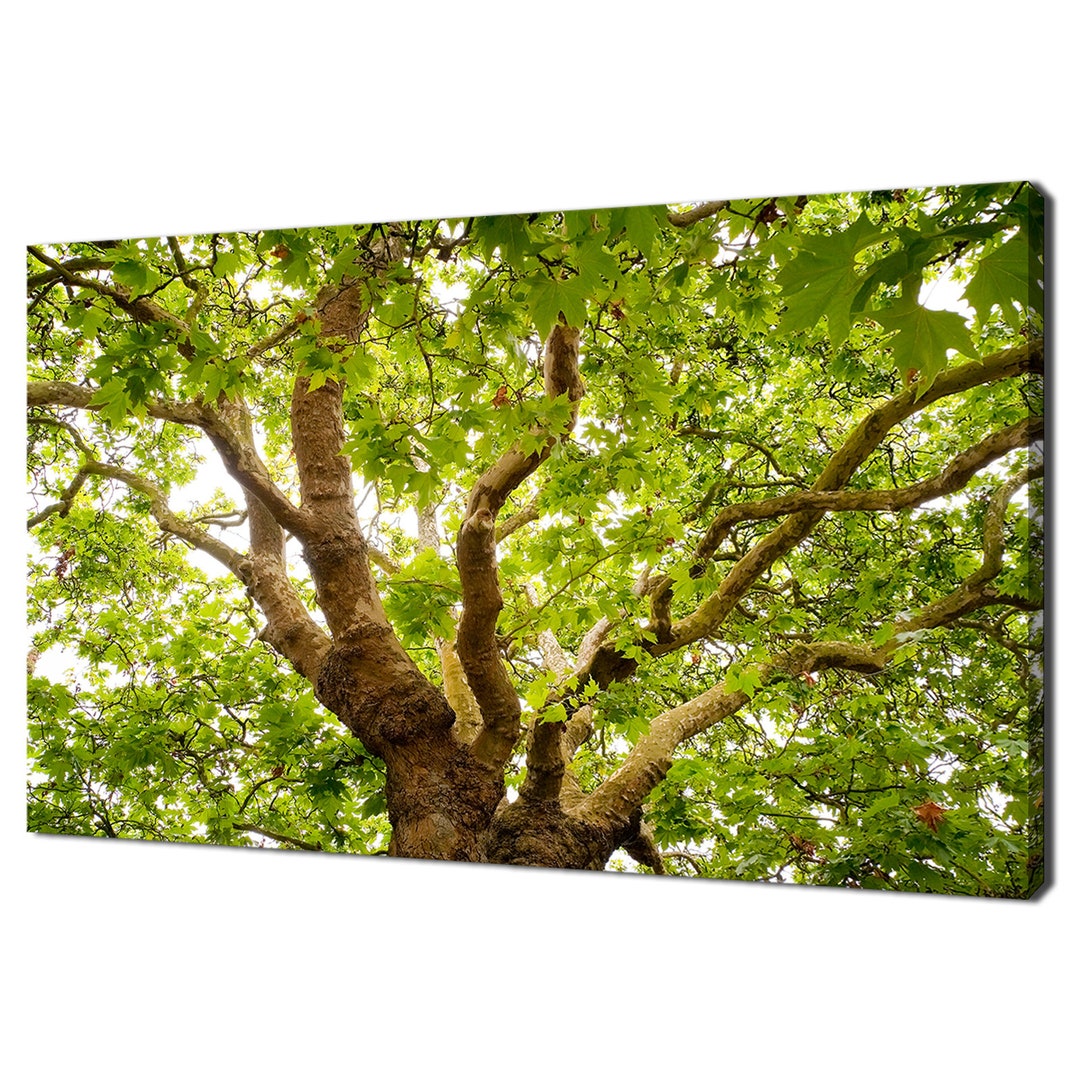 Old and Green English Oak Tree Modern Landscape Design Home Decor ...