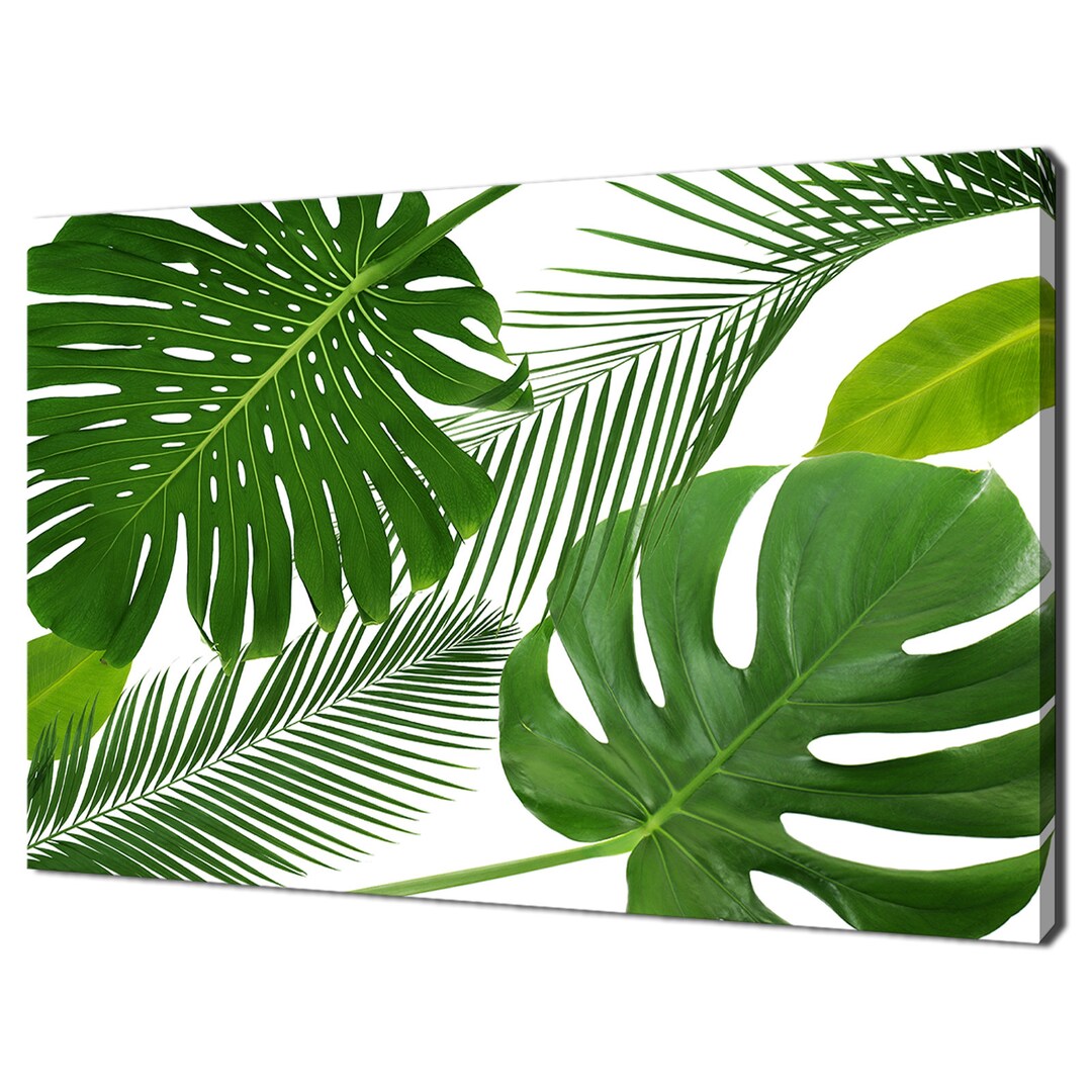 Composition of Green Tropical Leaves Monstera Palm Minimalism Modern ...