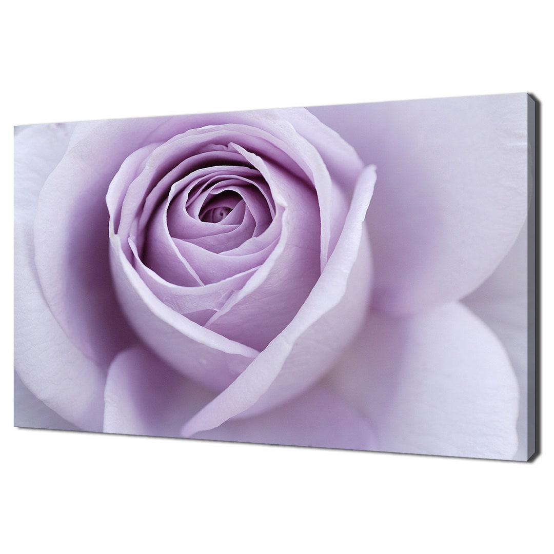 Beautiful Soft Purple Rose Flower Close up Modern Design Home Decor ...