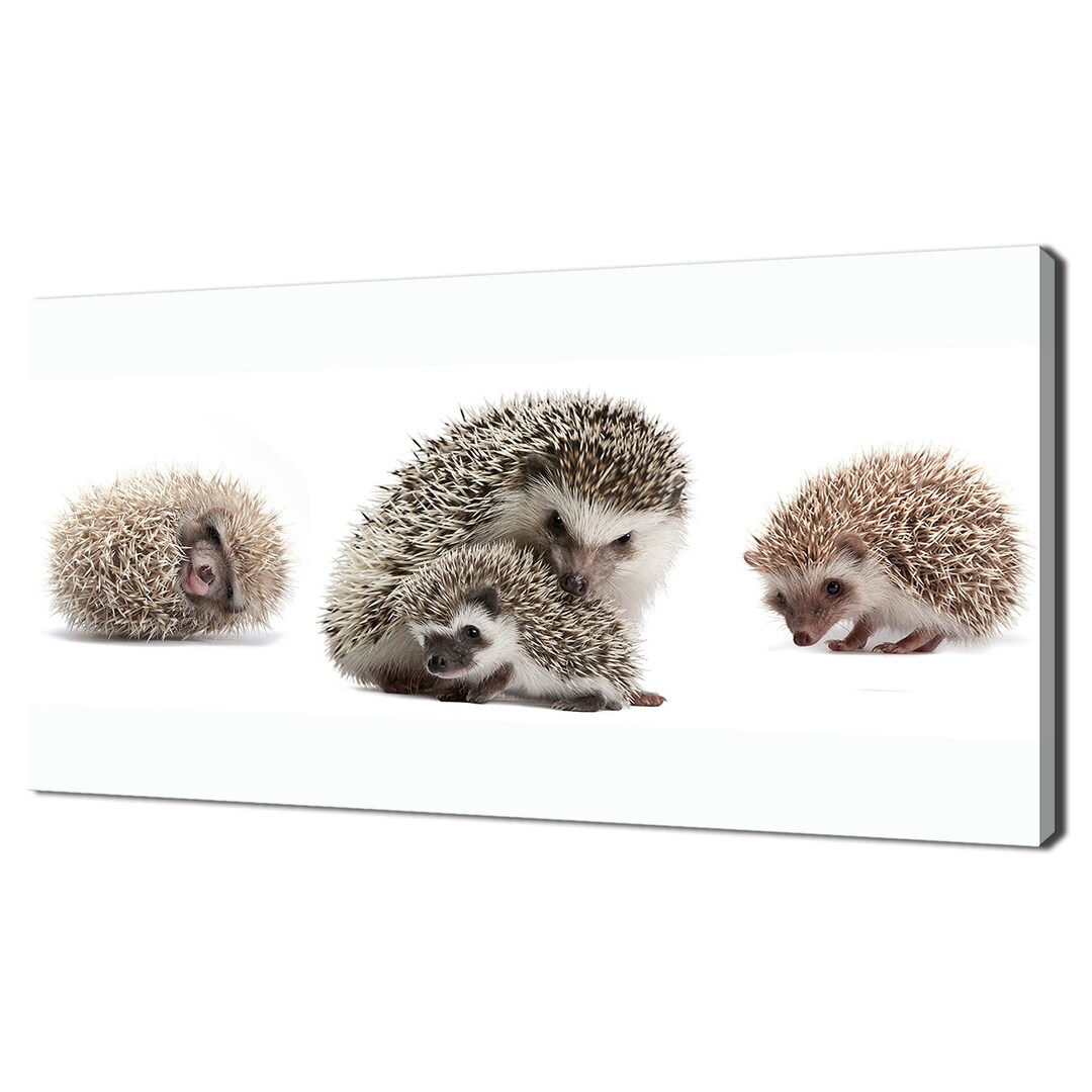 Beautiful Hedgehogs Collection Animals Modern Design Home Decor Canvas ...