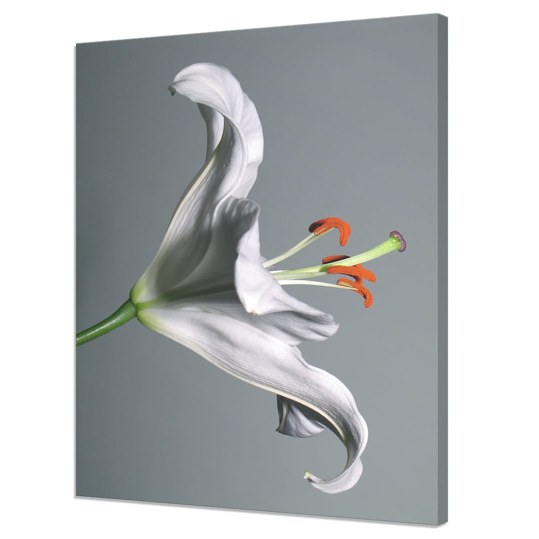 Beautiful Single White Lily Flowers Modern Design Home Decor Canvas ...