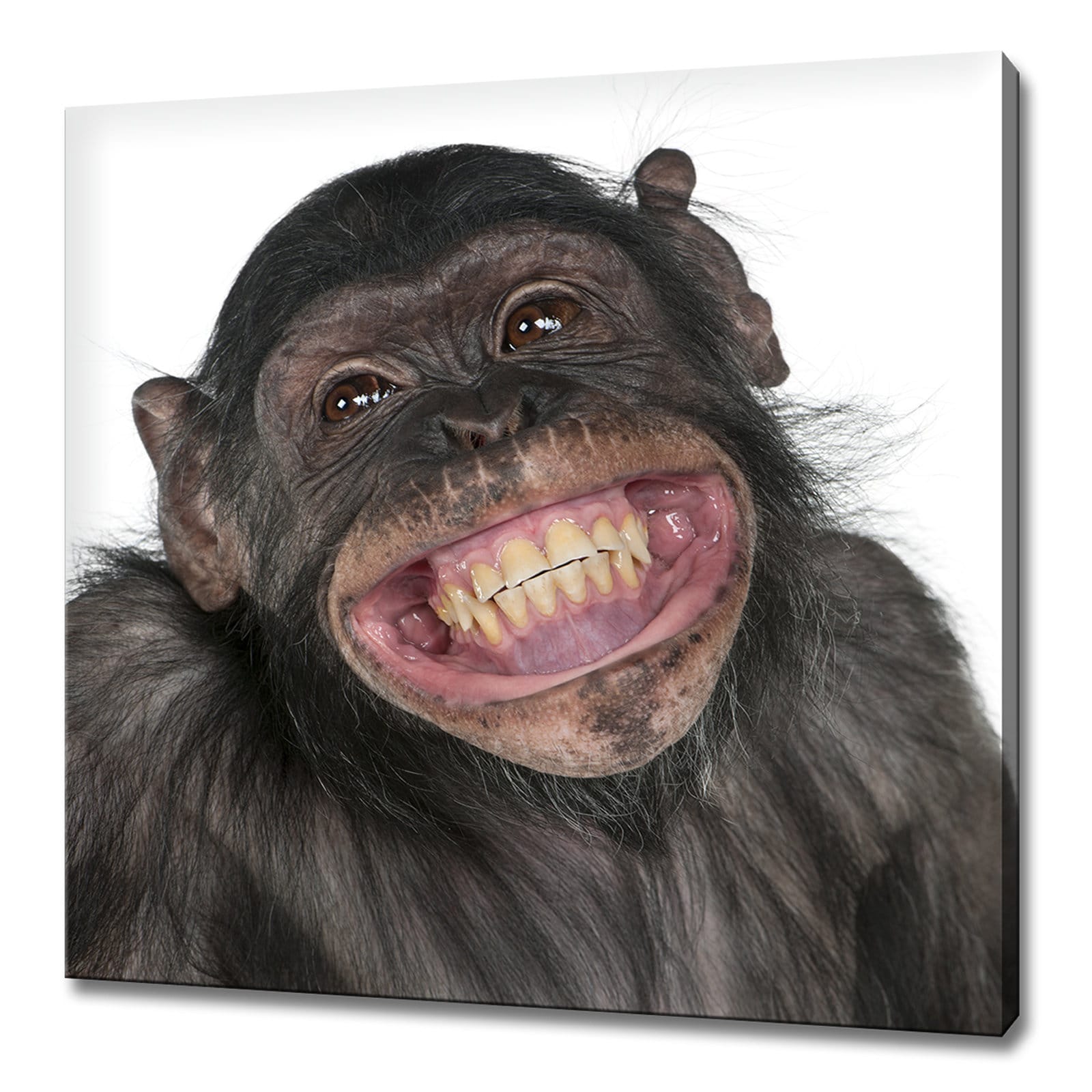 Cute Smiling Monkey