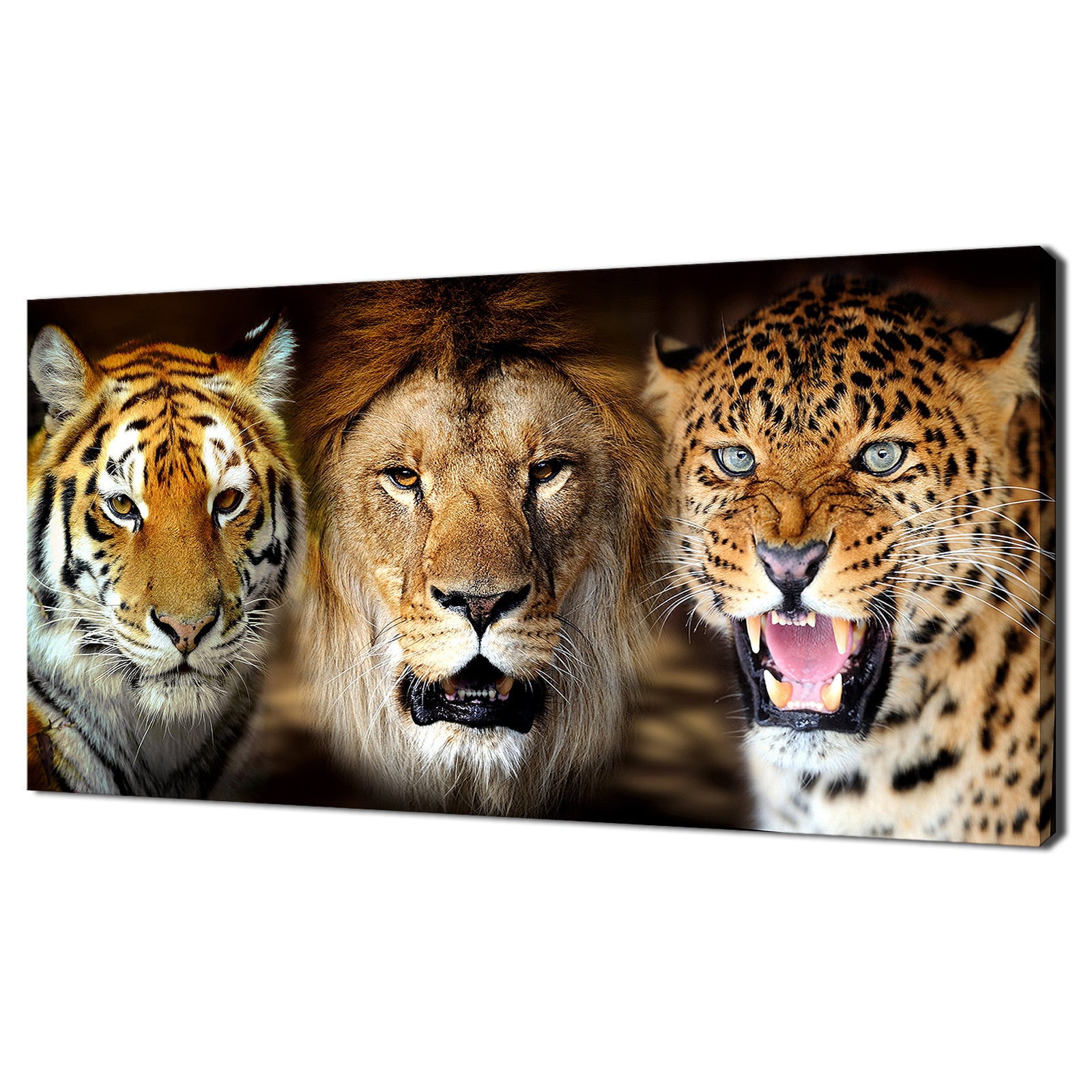 Tiger And Lion And Leopard