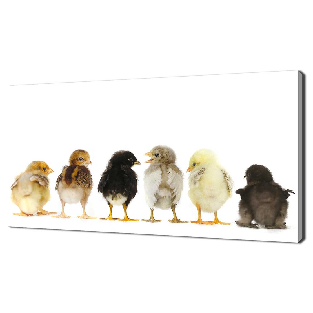 Baby Chick Chickens Modern Design Home Decor Canvas Print Wall Art ...
