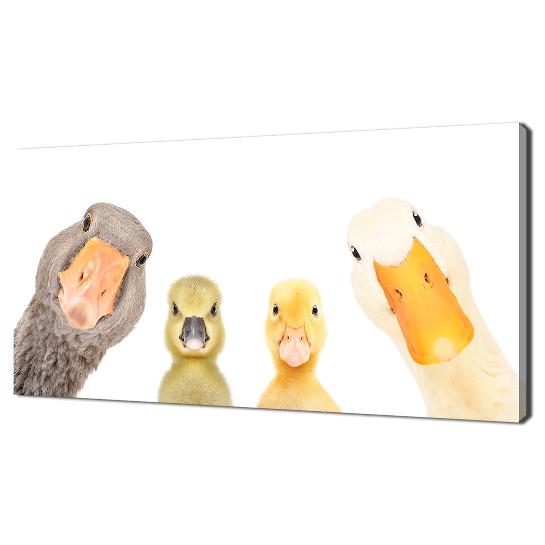 Cute Goose Gosling Duck Duckling Animals Modern Design Home Decor ...