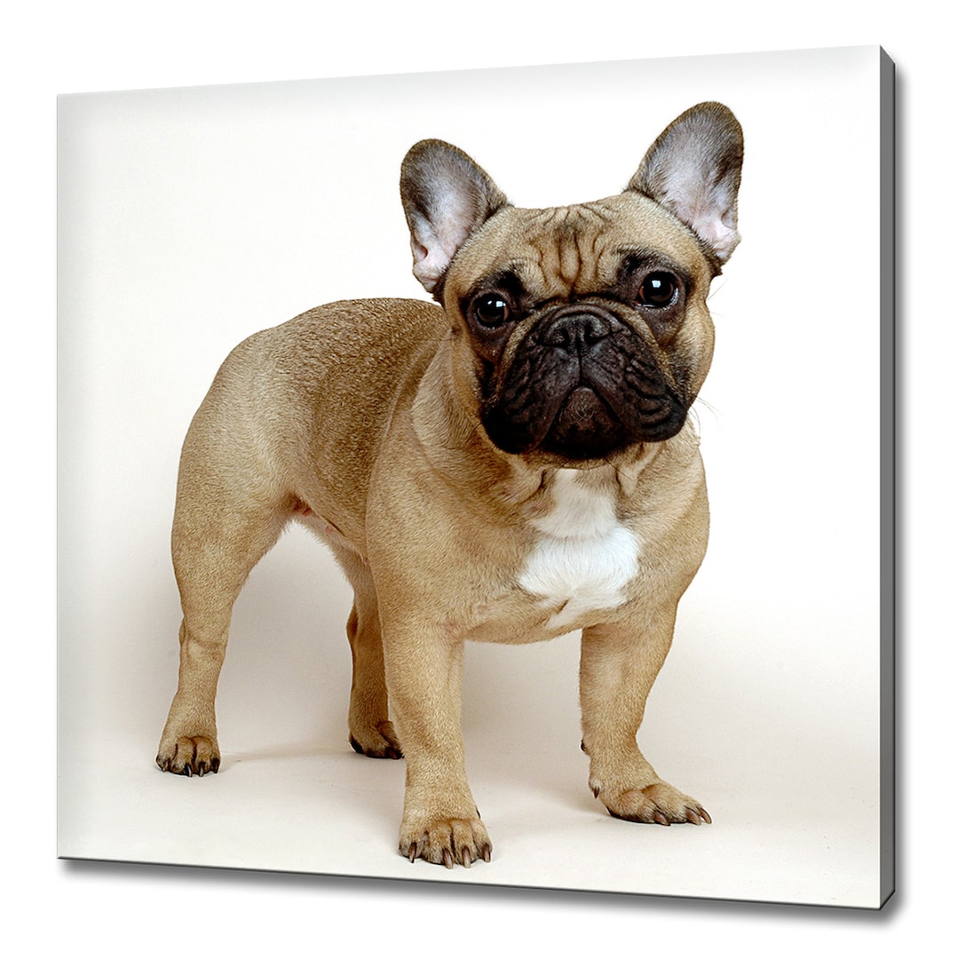 French Bulldog Dog Animal Modern Design Home Decor Canvas Print Wall ...