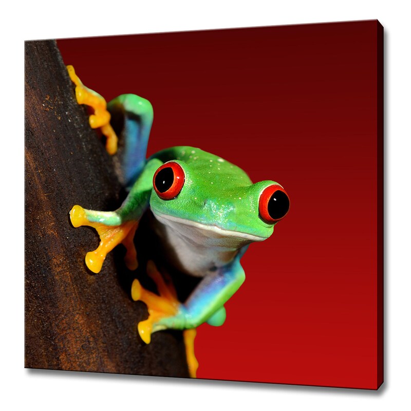 Red Eyed Tree Frog Decor - Etsy UK