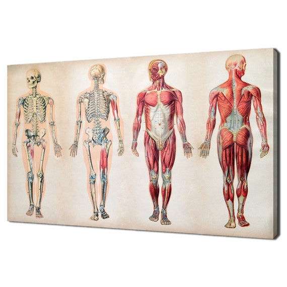 Old Vintage Anatomy Charts of the Human Body Modern Design - Etsy