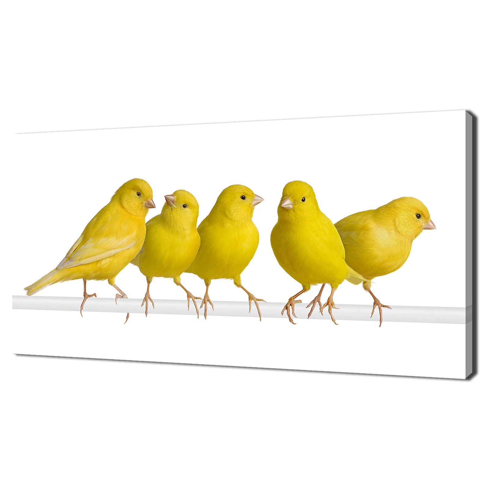 Flock of Yellow Canary Birds Sitting in A Row Modern Design - Etsy