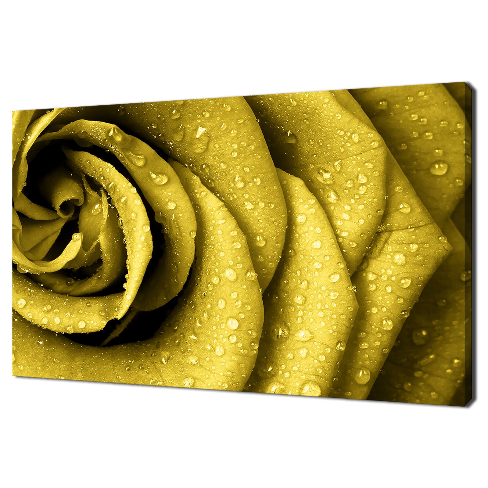 Beautiful Yellow Roses With Water Drops