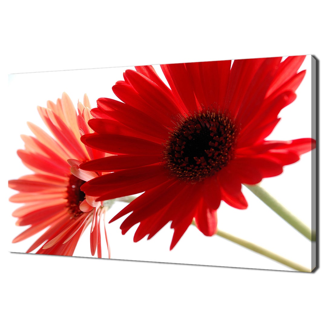Beautiful Red Gerbera Daisy Flowers on White Modern Floral Design Home ...