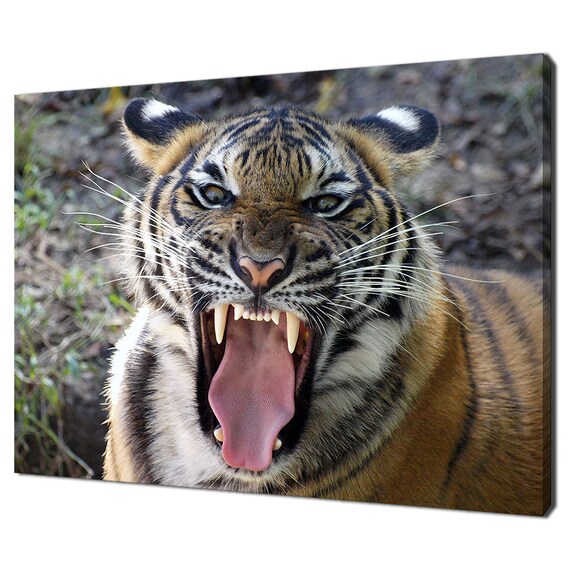 Disegno Ruggito Di Tigre Ruggito Di Tigre Vettoriali, Illustrazioni E