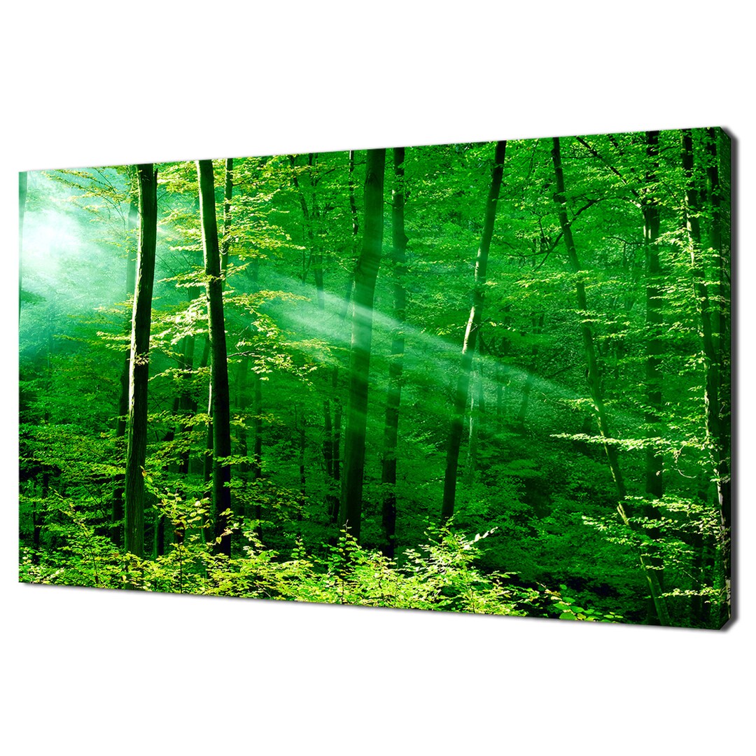 Sunbeams in the Green Forest at Morning Modern Landscape Design Home ...
