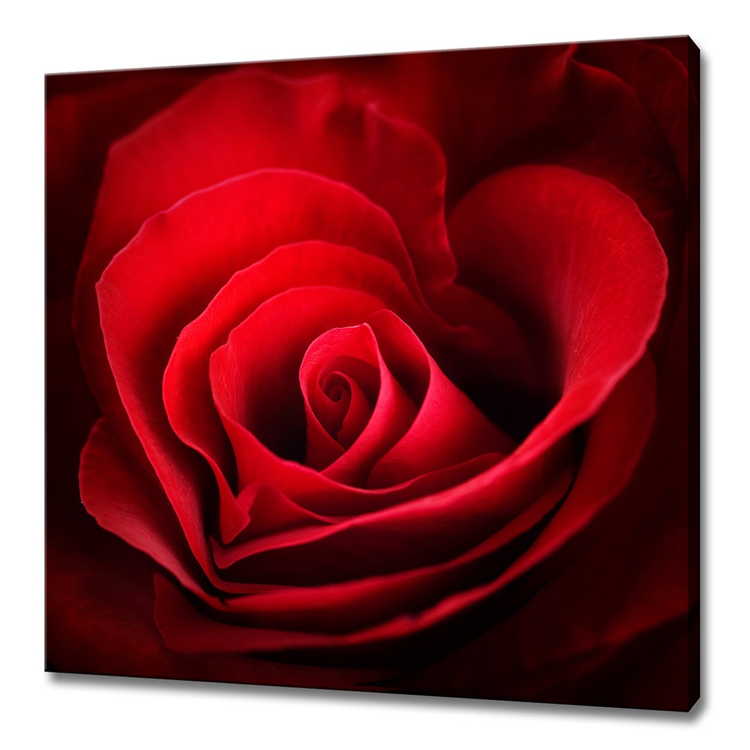 Stunning Red Rose Flower in A Shape of Heart Love Modern Design Home ...
