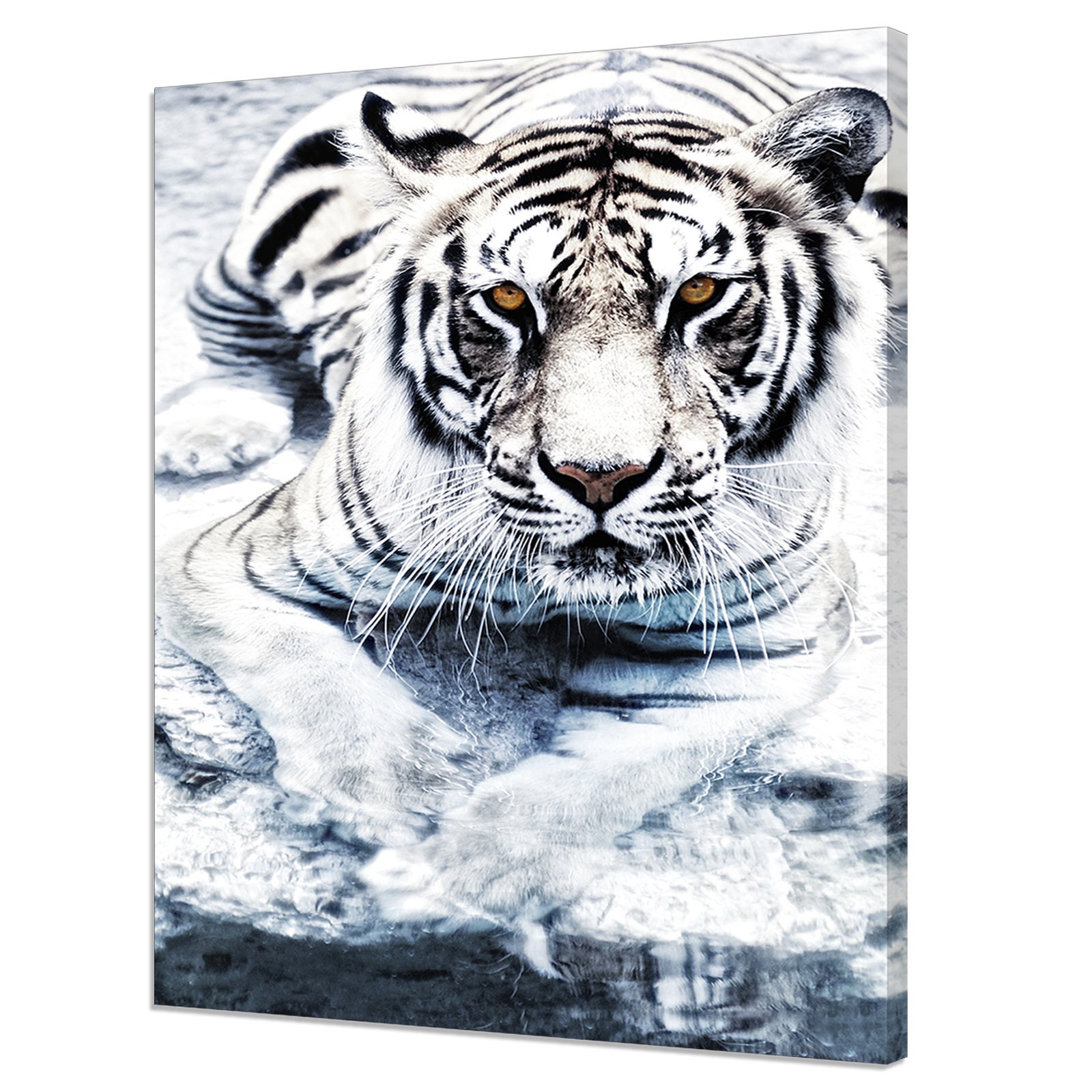 Beautiful White Tiger In Water