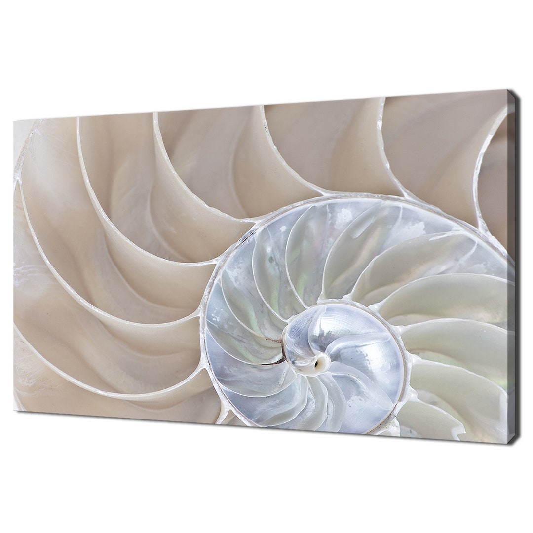 Nautilus Shell Cut Fossil Fibonacci Spiral Modern Design Decor Canvas ...
