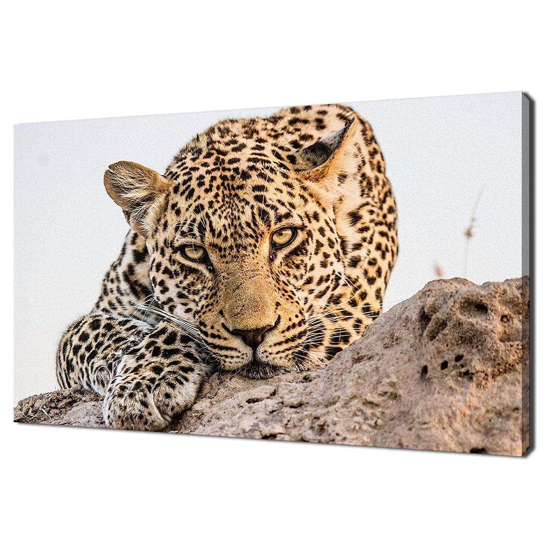 Stunning Leopard Resting on the Rock Animal Modern Design Decor Canvas ...
