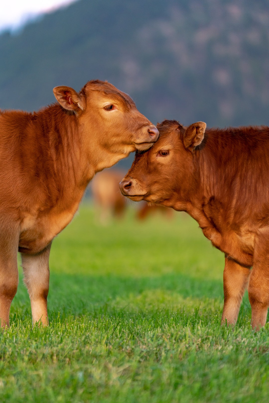 Wyoming Cattle Print - Etsy