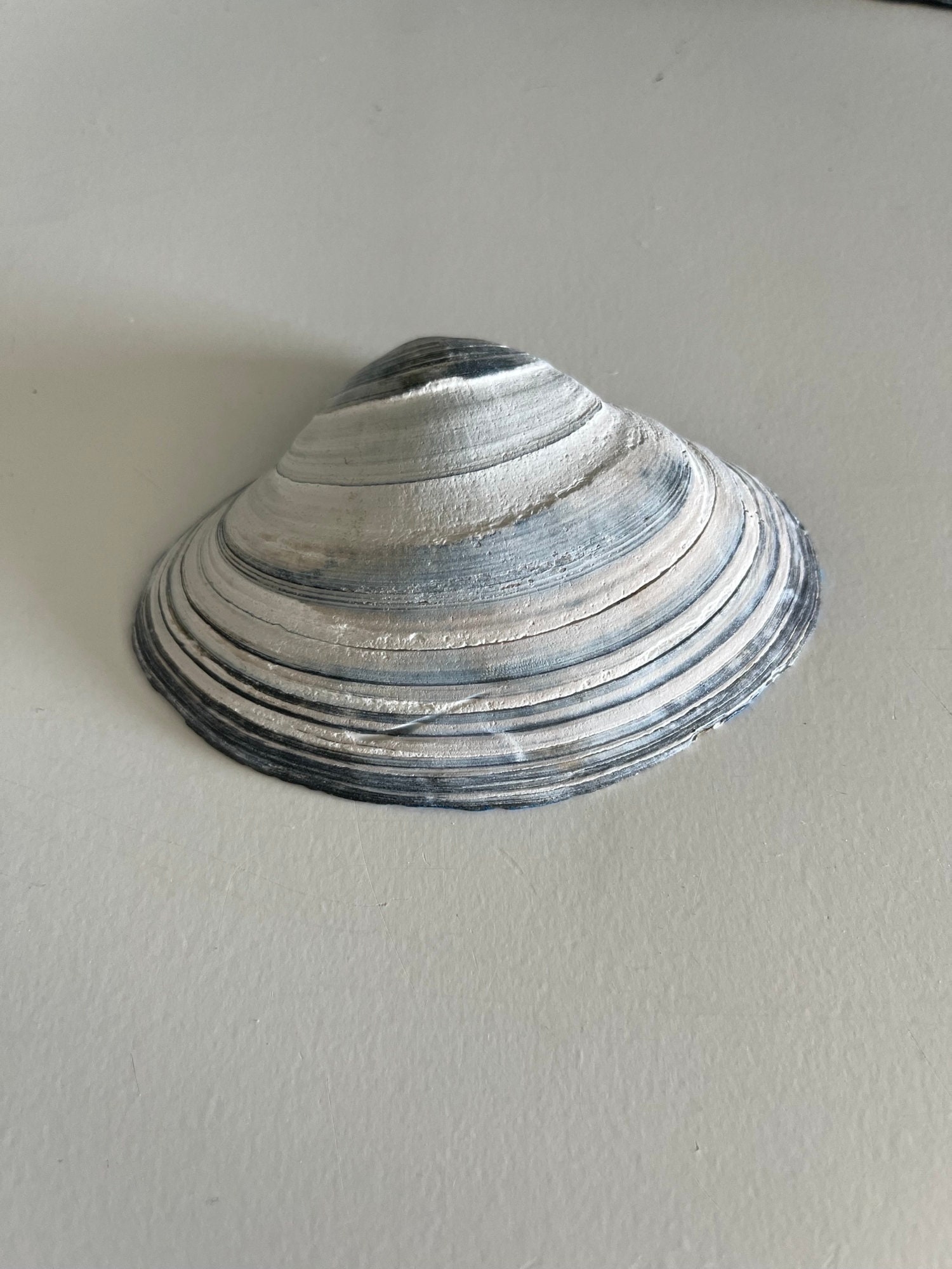 Hand Painted Whale on Clam Shell Jewelry Dish Seashell Coastal - Etsy