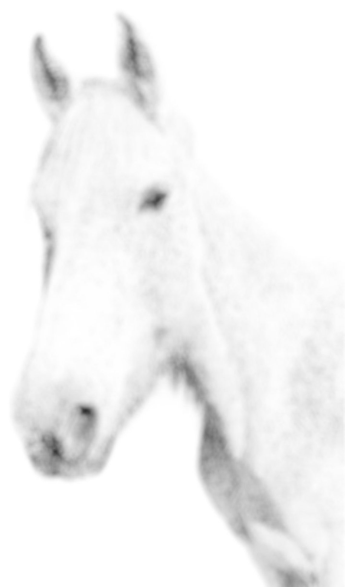 Flea-bitten Grey Horse Head Looking Left * Photo PNG * Digital Download ...