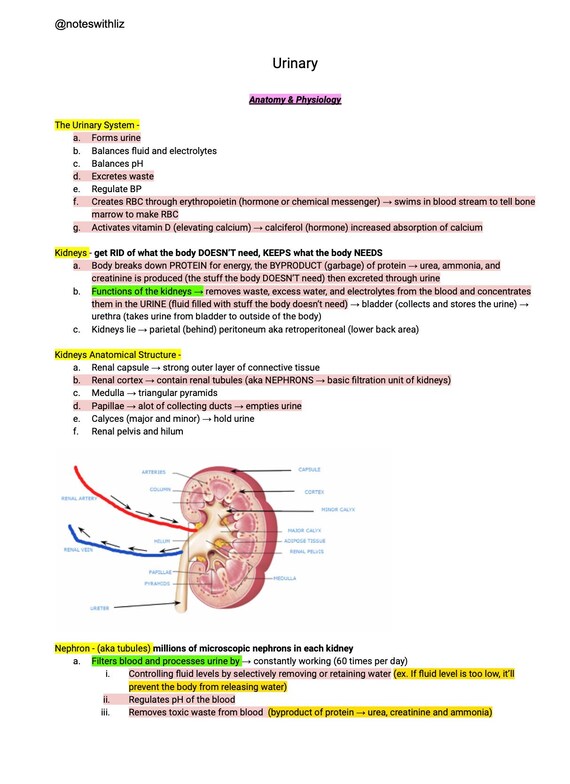 Medical Surgical Urinary Study Guide | Etsy