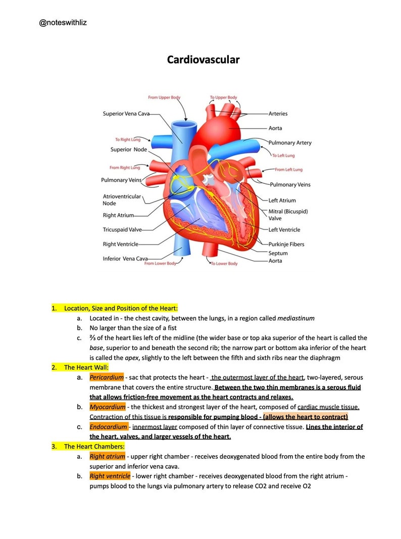 Medical Surgical Cardio Study Guide - Etsy