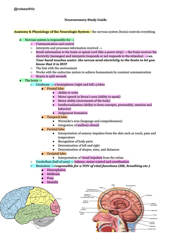 Medical Surgical Neuro Study Guide | Etsy