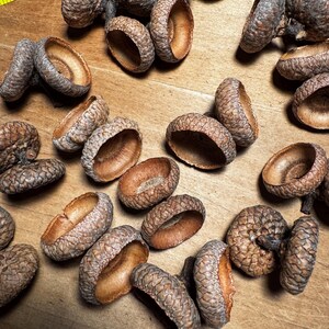 Double Acorn Caps | Mixed Size Caps | Acorn Hats | Natural Craft ...
