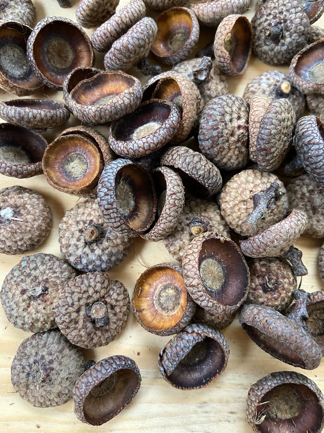 Acorn Caps | Mixed Size Caps | Acorn Hats | Natural Craft Supplies - Etsy