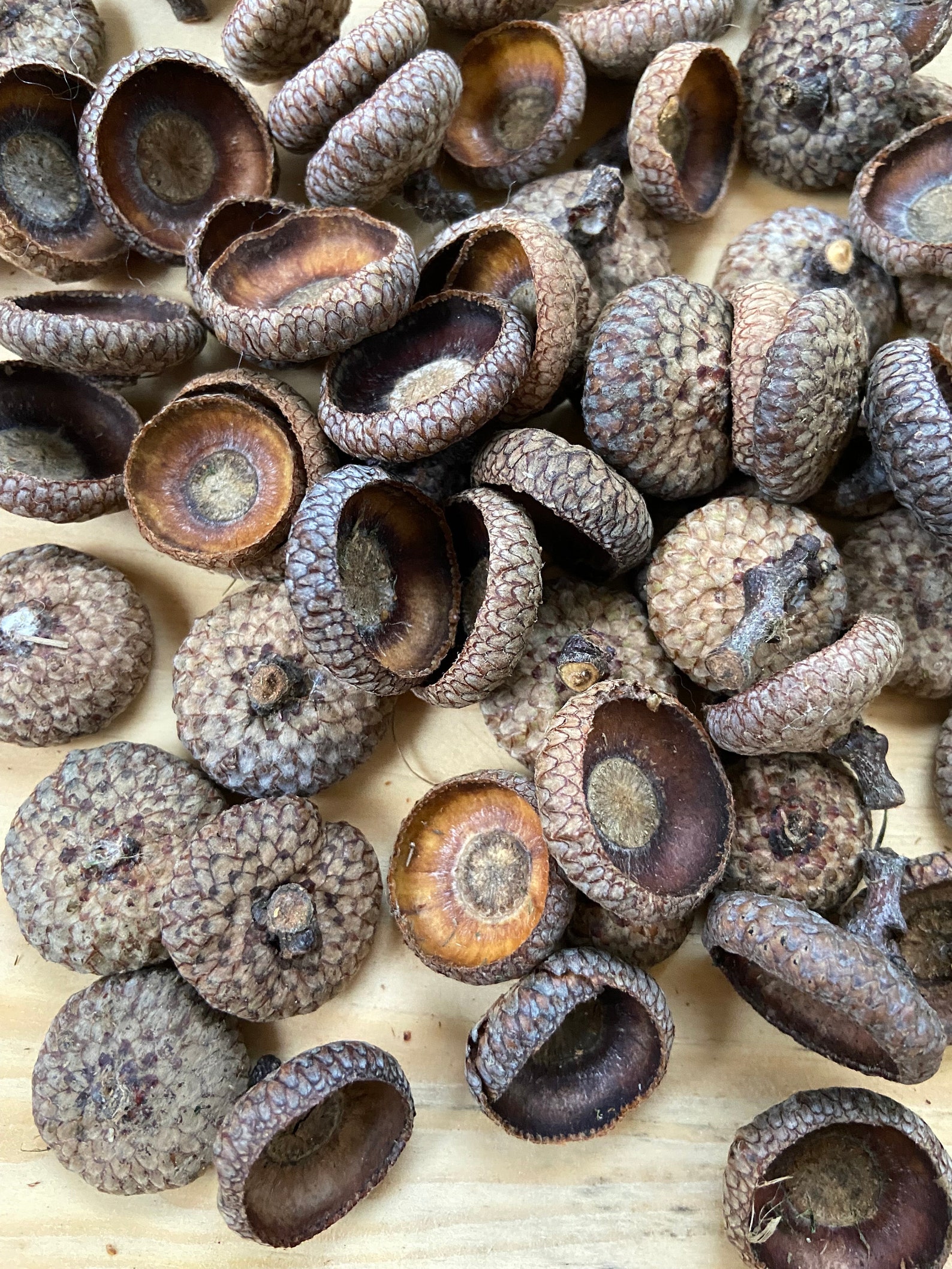 Acorn Caps | Mixed Size Caps | Acorn Hats | Natural Craft Supplies - Etsy