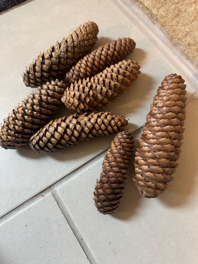 Real Pinecones | Seasonal Decor | Naturally Dried | Hand Selected ...