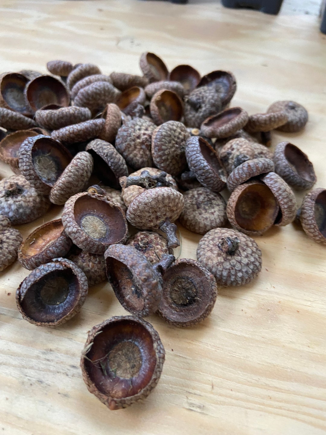 Acorn Caps | Mixed Size Caps | Acorn Hats | Natural Craft Supplies - Etsy