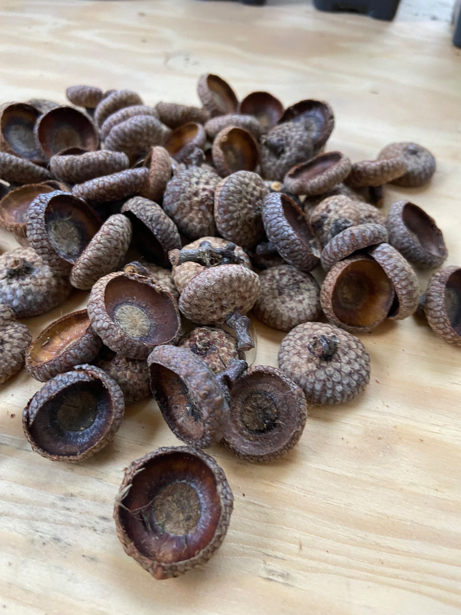 Acorn Caps | Mixed Size Caps | Acorn Hats | Natural Craft Supplies - Etsy