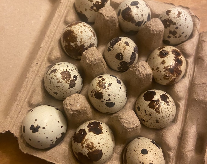 12 Hand Blown Quail Eggs | Natural Eggs for Decoration | Small Eggs ...