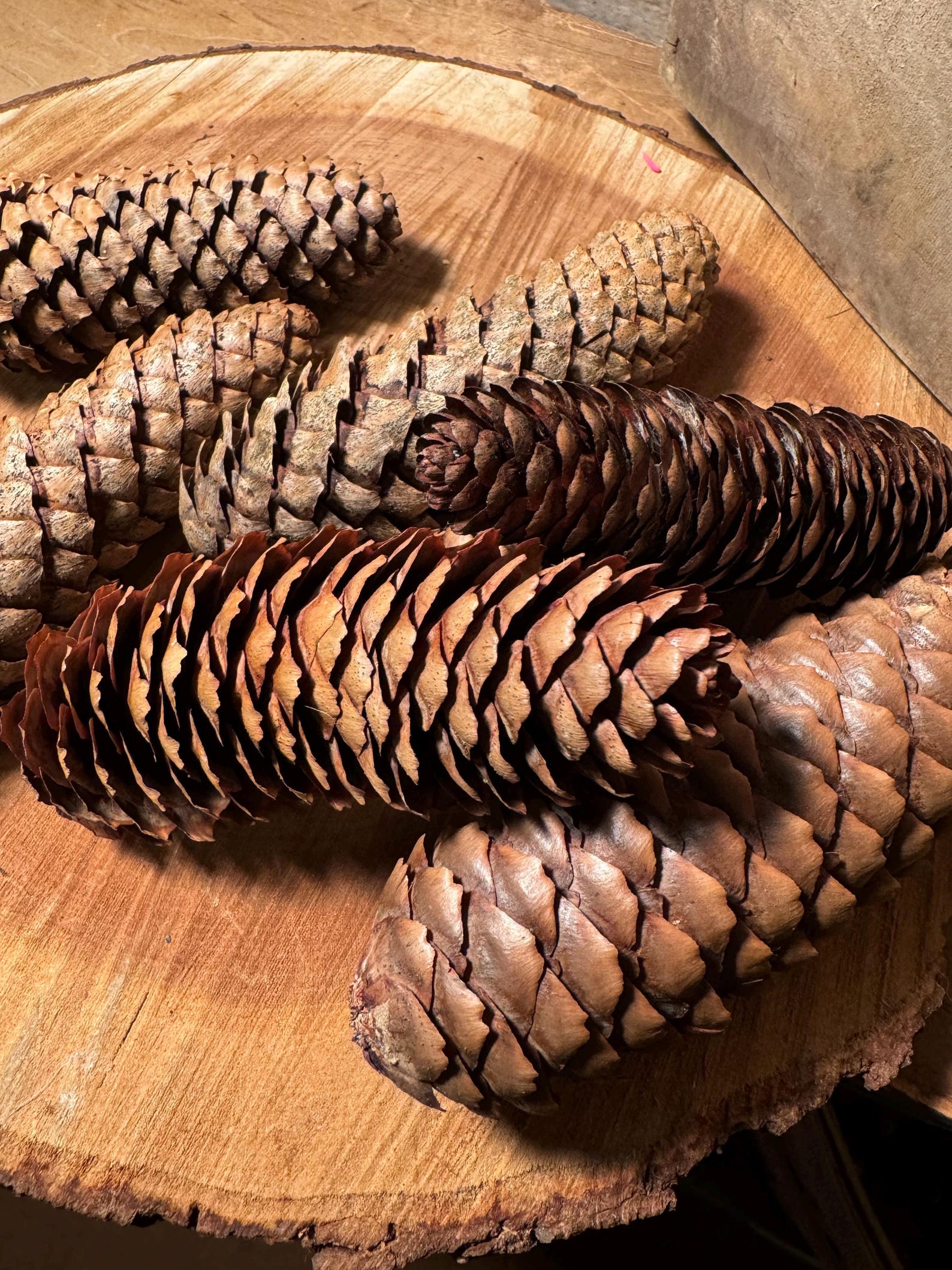 Real Pinecones | Seasonal Decor | Naturally Dried | Hand Selected ...