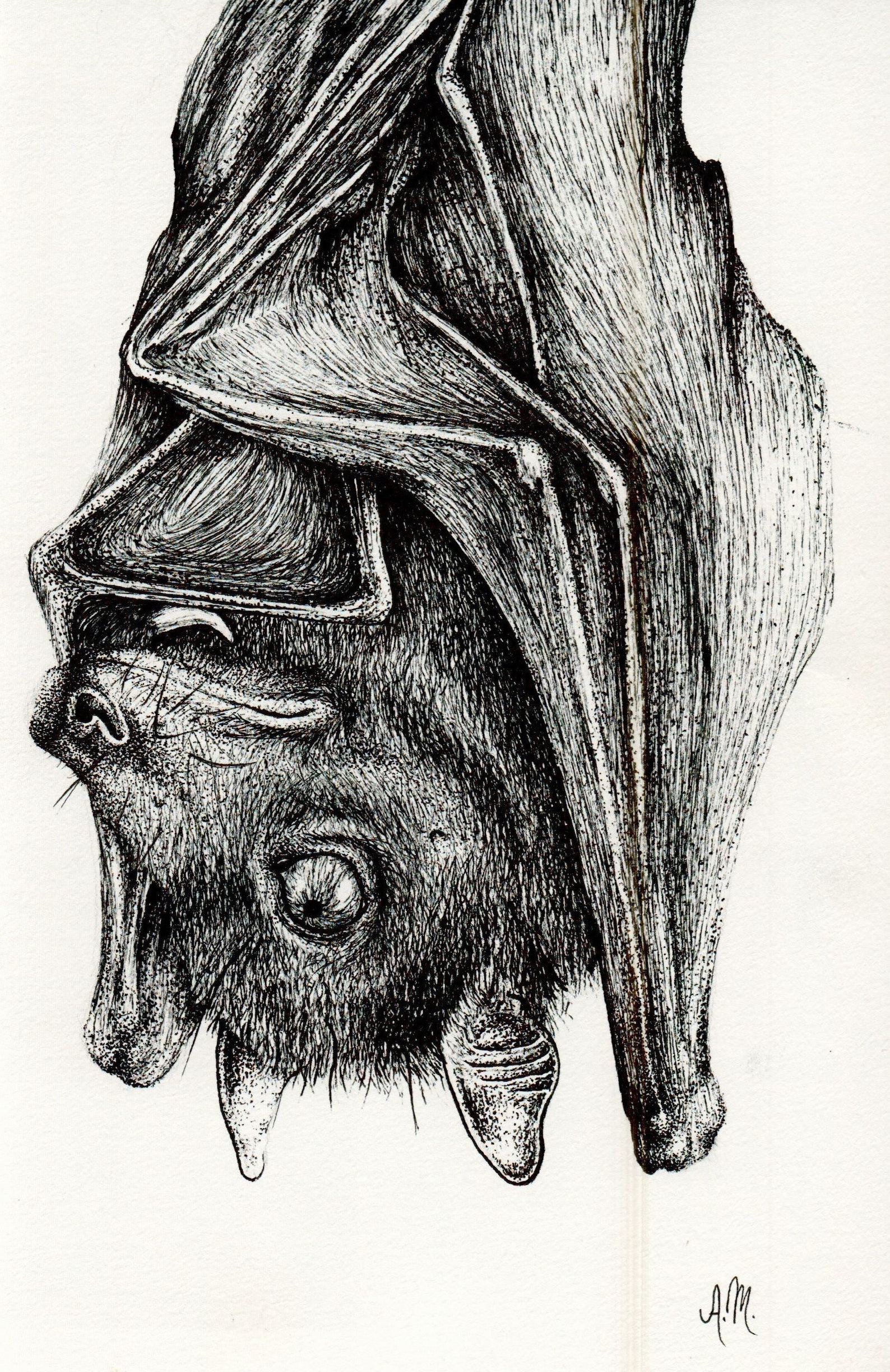 Bat-ink Drawing Print - Etsy