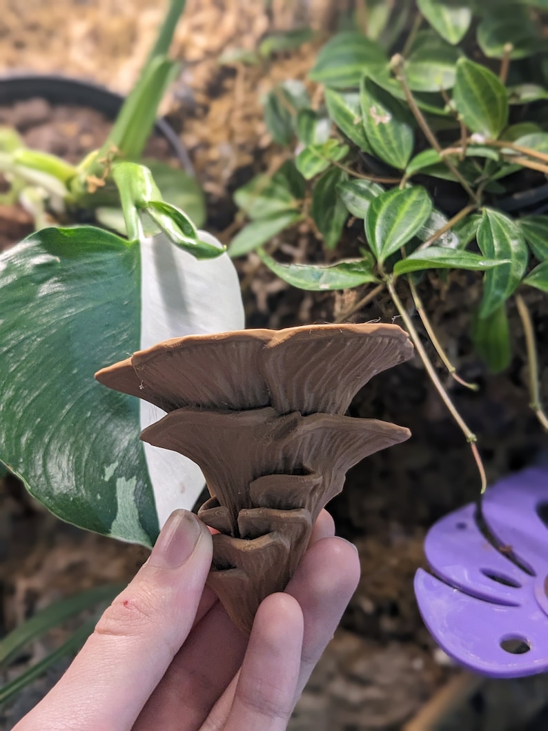 Hatchling Mushroom Gecko Ledge Crested and Gargoyle Gecko Feeding Ledge ...