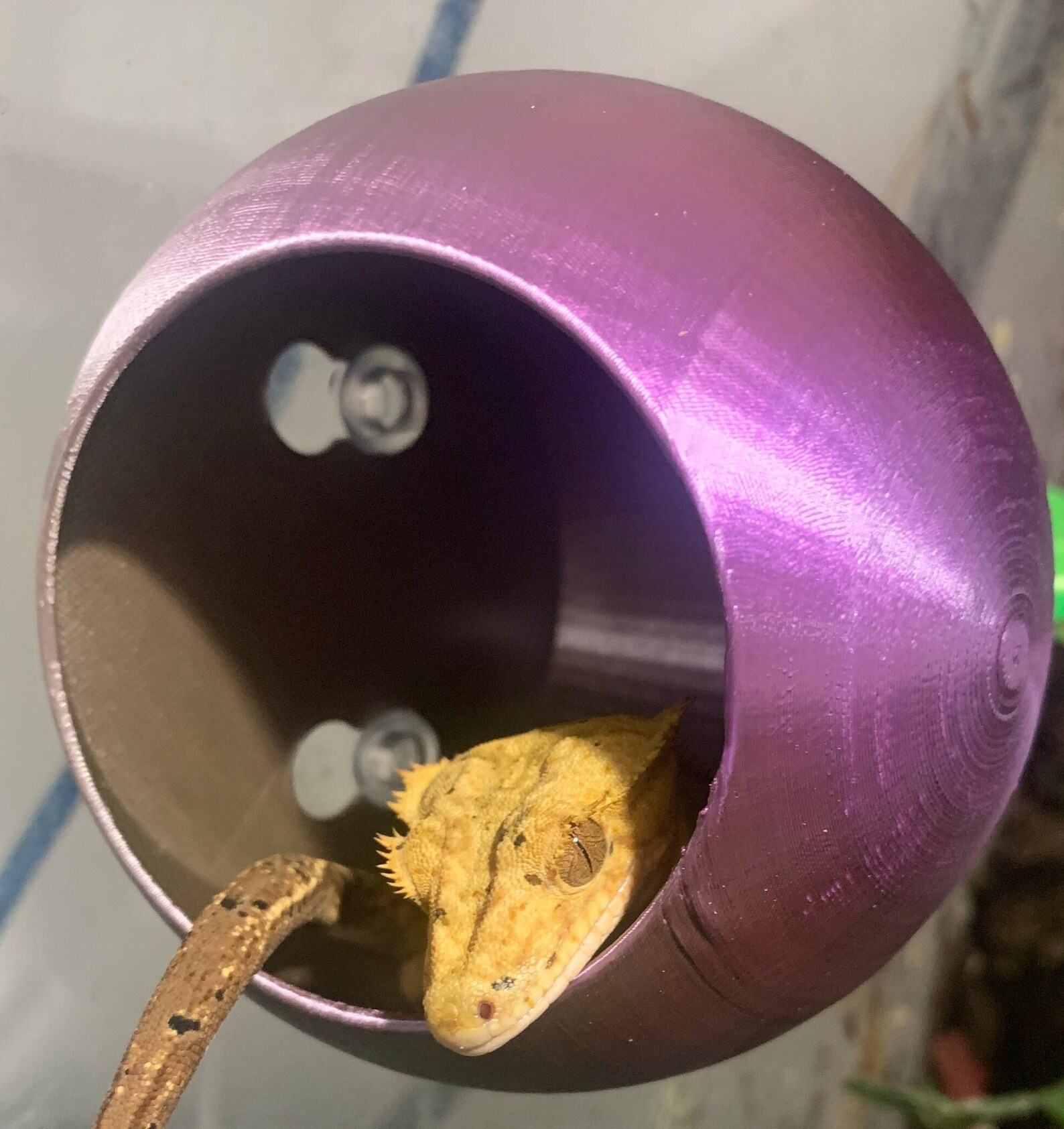 Arboreal Gecko Pod Crested Gecko Hide Reptile Cave 3D - Etsy